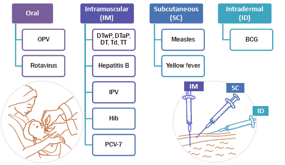 Immunization 101: How do Vaccines Work?