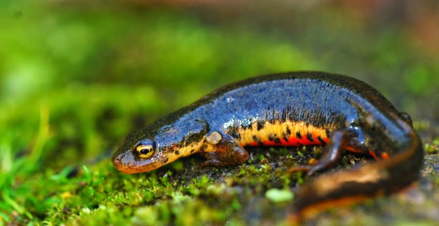 Forest Forestal: Tritón ibérico