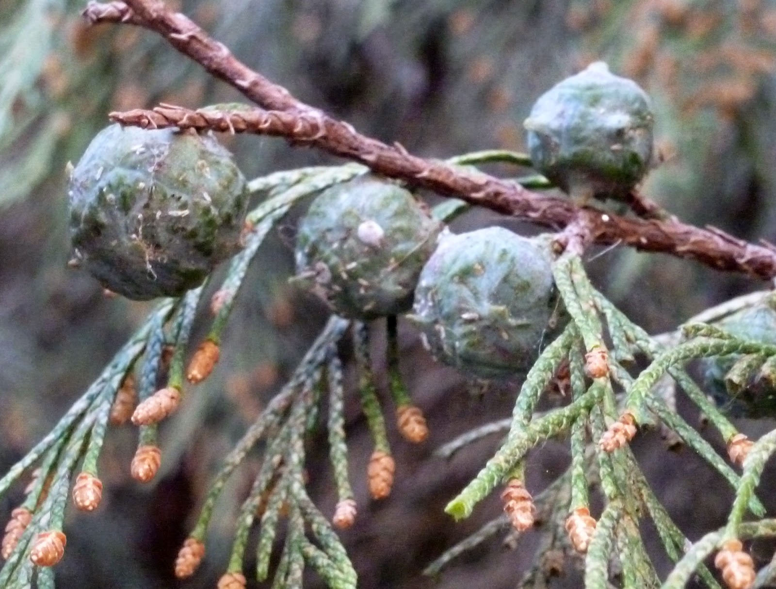 Árboles con alma: Ciprés fúnebre. Ciprés llorón chino. (Cupressus funebris)