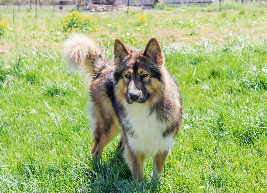 7 facts about the Native American Indian dog