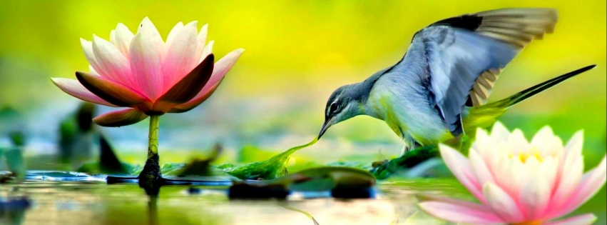 Bird Facebook Covers - Học tiếng nhật, java và mọi thứ