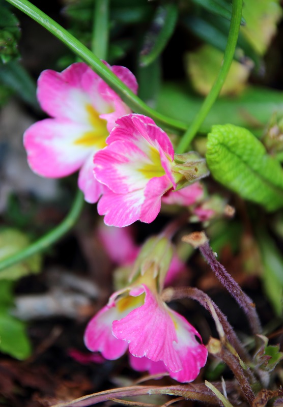 Up the Primrose Path