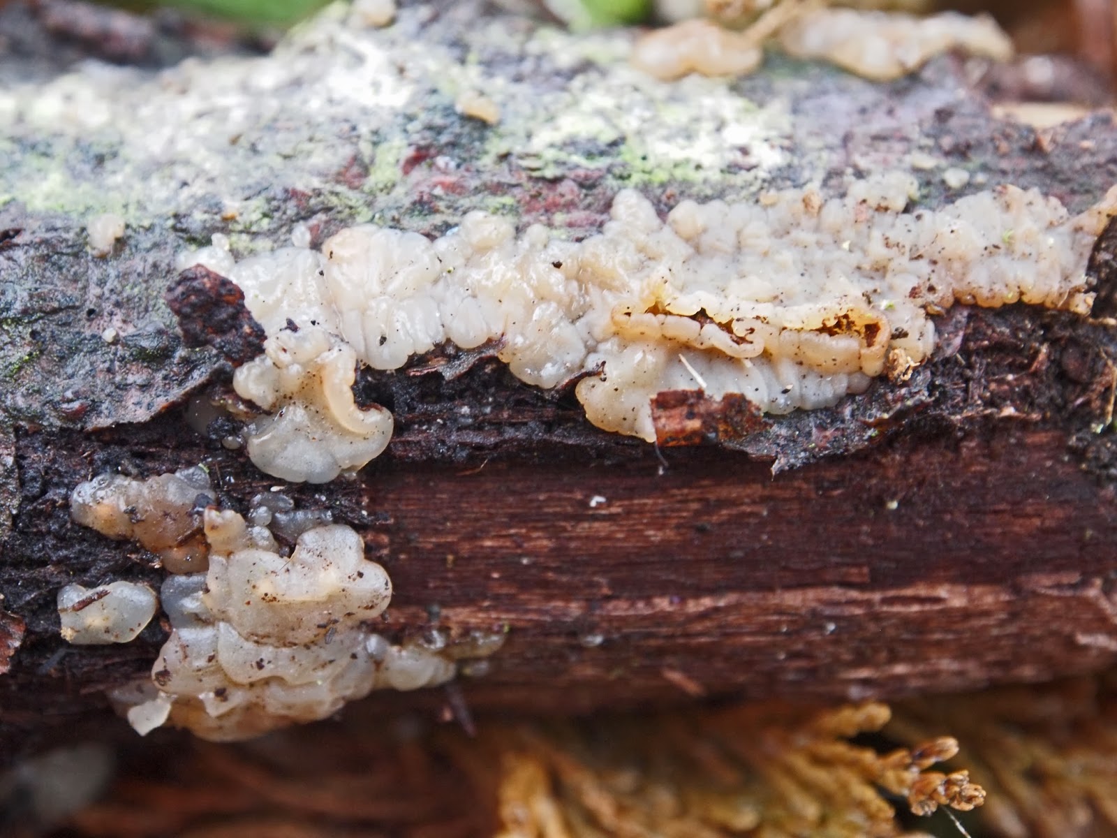 Calderdale Fungi - Halifax Scientific Society - Mycology Section ...