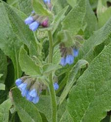 ERVAS E PLANTAS QUE CURAM: Magia Ervas do Dia - Confrei