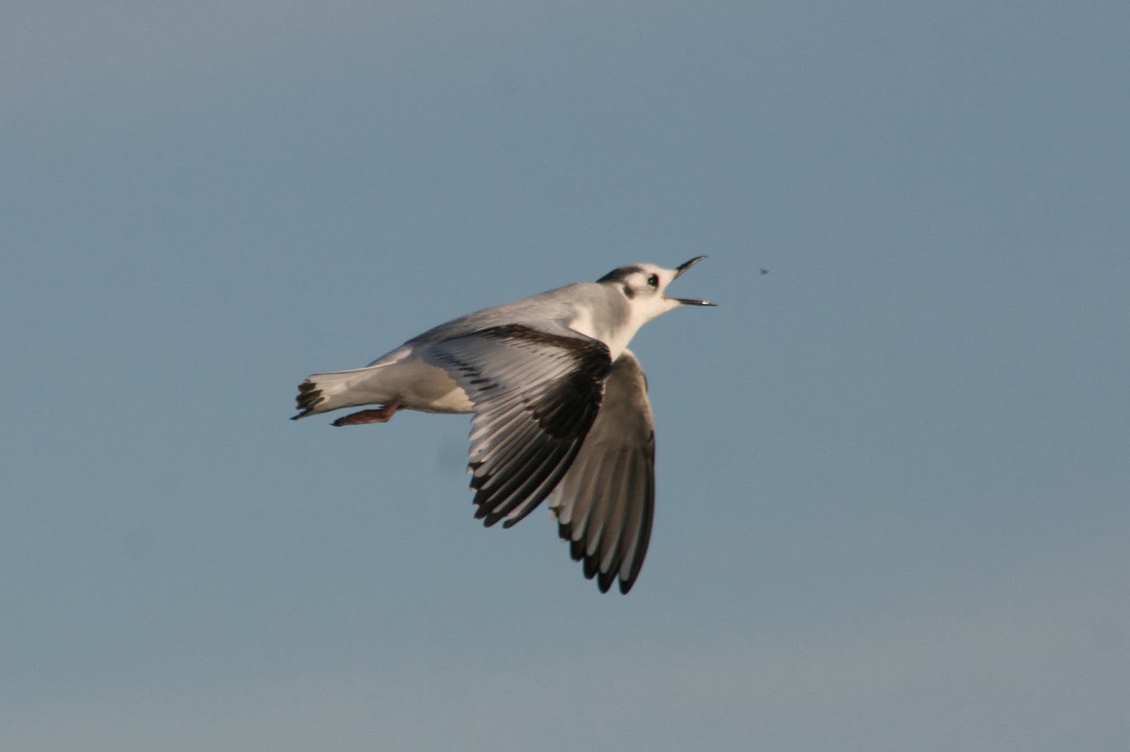 A life at the shoreline. .. by Jeff Copner : Little Gull