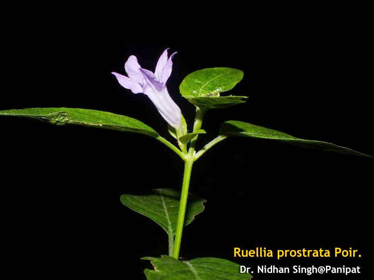 Medicinal Plants: Ruellia prostrata, Bell Weed, Upudali, Ruellie prostrée