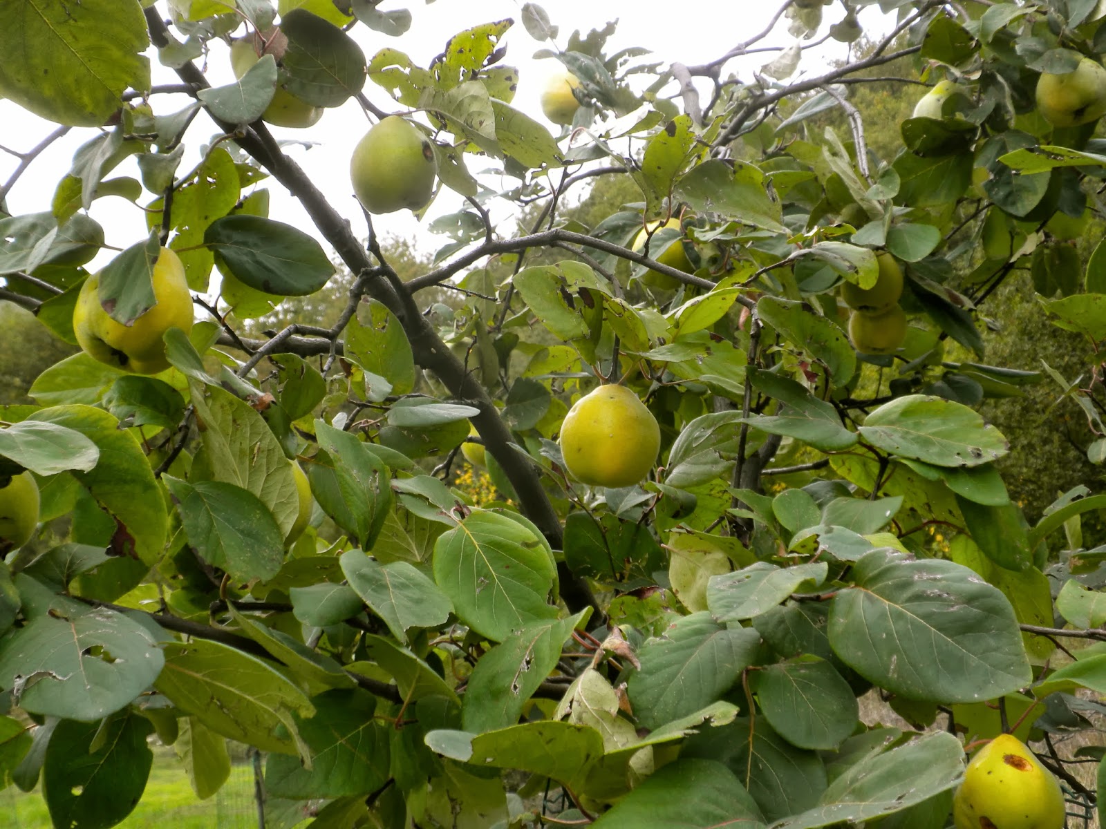 From a Tuscan Hillside: Fruit of the Month: the quince