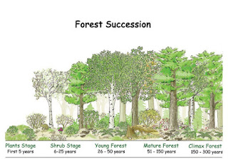Suksesi : Pengertian, Jenis, Proses, dan Manfaat (Primer dan Sekunder ...
