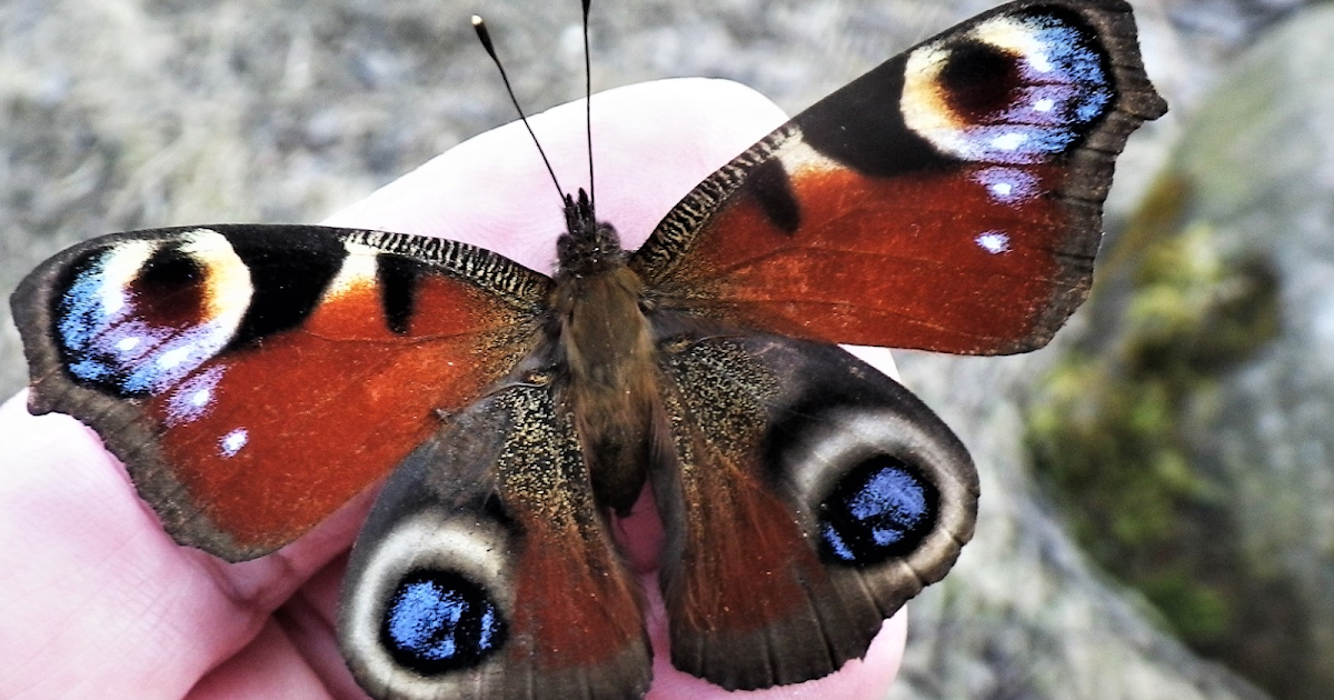 Nähtustest: Liblikas