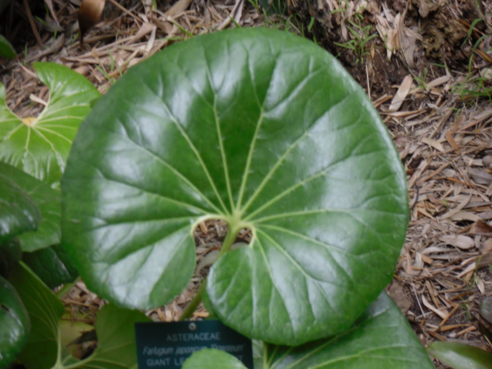 Lillian Lee and Jin Park's Plant Collection: Giant Leopard Plant