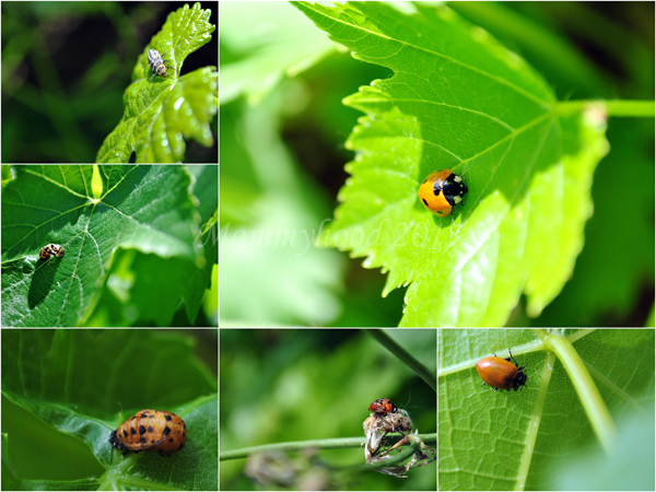 Mommyhood Adventures: Ladybugs Lots and Lots of Ladybugs