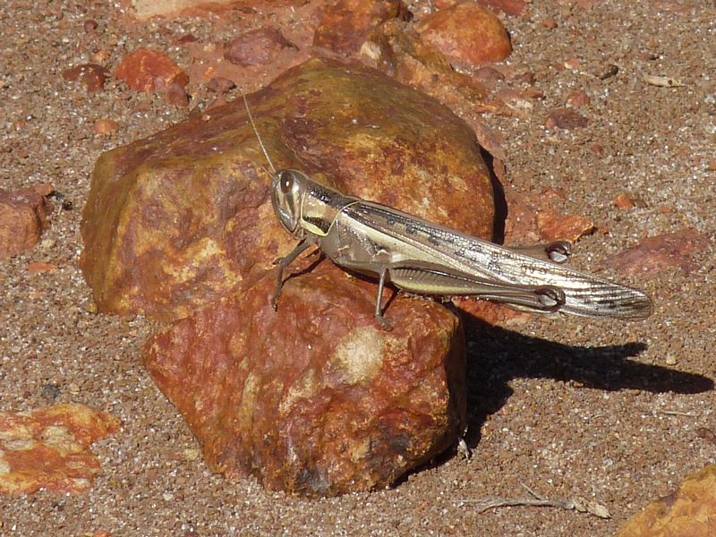 Locust Flying