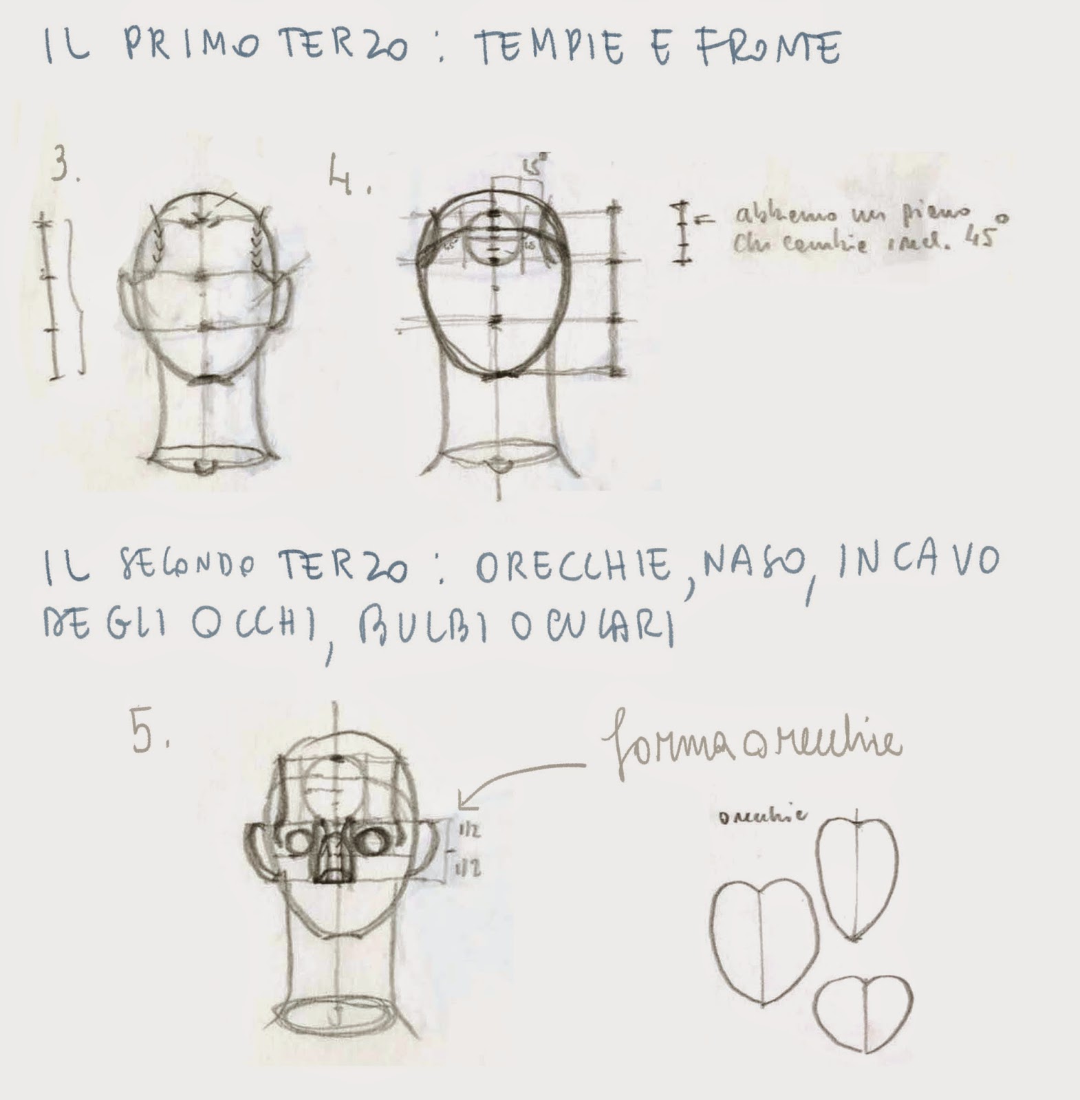 canevassa: RIEPILOGO SULLA COSTRUZIONE DEL VOLTO - VISIONE FRONTALE