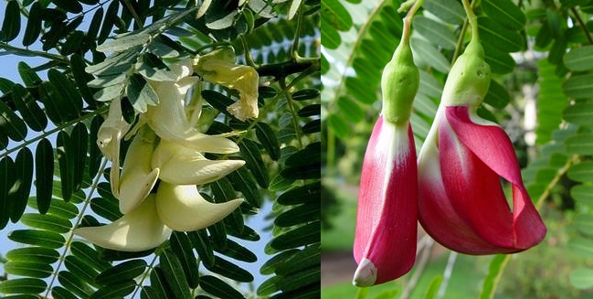 CARA MENANAM / BUDIDAYA POHON TURI | Pertanian