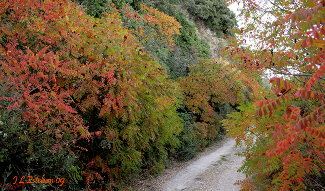 Illora natural: ZUMAQUE (Rhus coriaria)