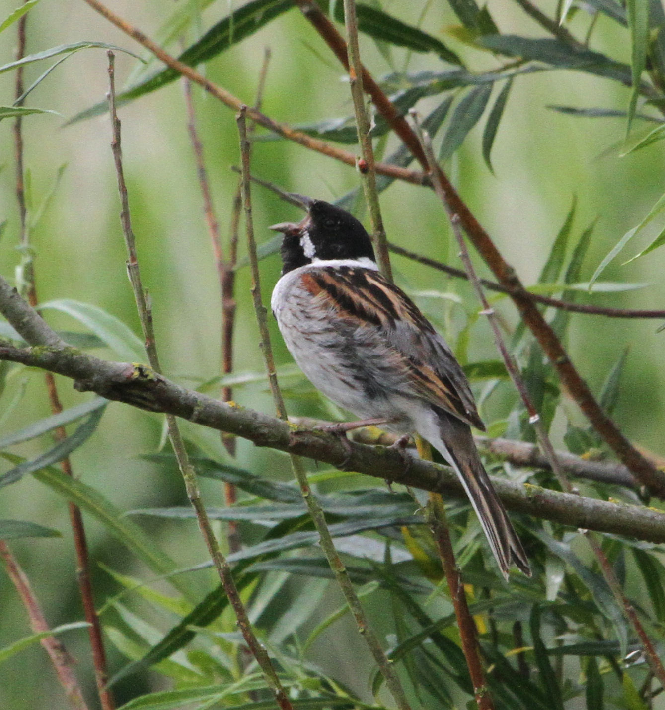 Birding with Flowers: Quailing in the Heat