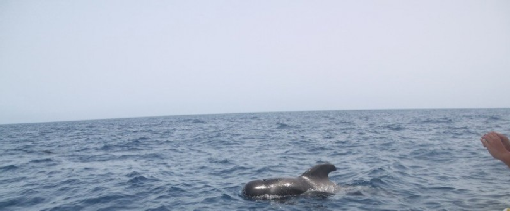 ERIKA ROJAS PORTILLA: CALDERÓN COMÚN Y TROPICAL (Globicephala melas y ...