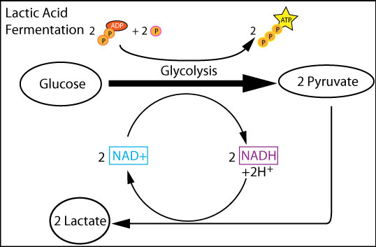 Lactic Acid Fermentation Yogurt