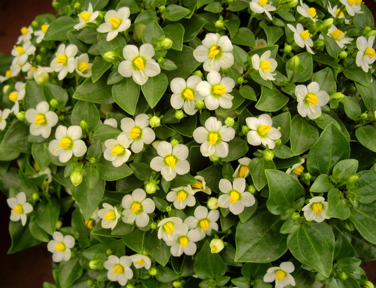 Plantas y flores: Exacum affine