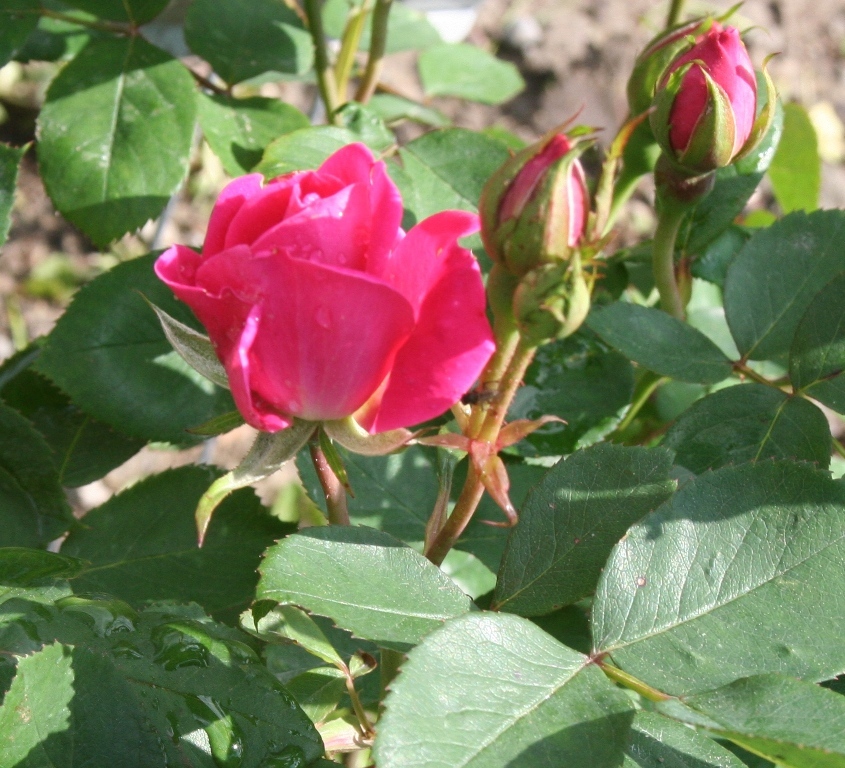 Our Garden Journal: Our First Spring Roses
