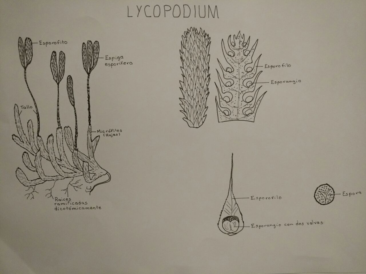 Botanica de los vegetales : Plantas vasculares primitivas pteridofitas ...
