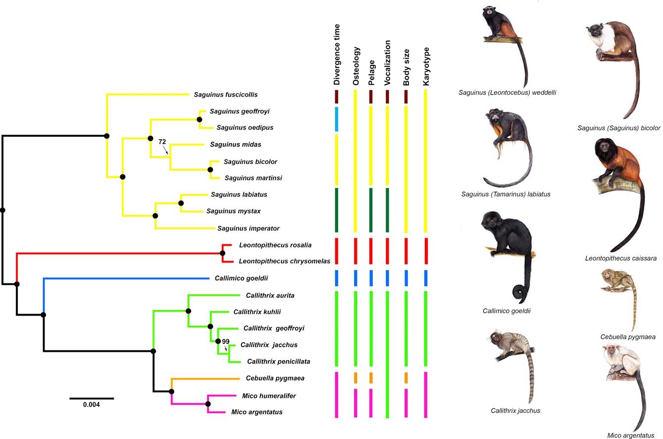 Species New to Science: [Mammalogy • 2018] Phenotypic Evolution in ...