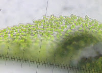 South Wales Bryophytes: Mumbles car park revisited - and a lesson learned
