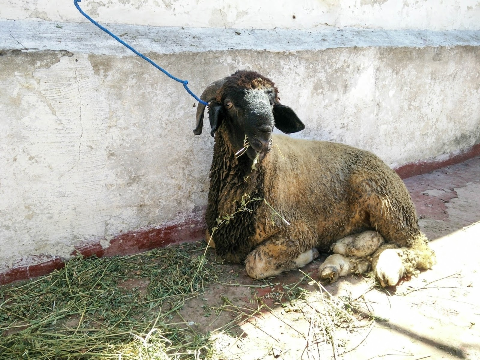 Finding the Lovely: {Hawli}