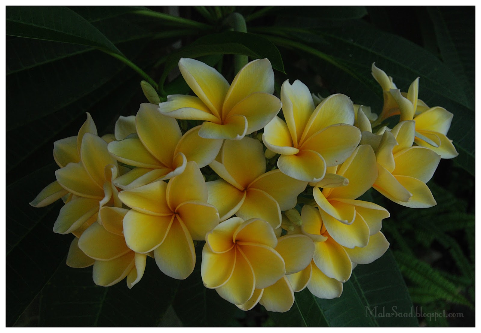 Jual Pokok Kemboja Frangipani / Plumeria Online | MHMA KEBUN BANDAR