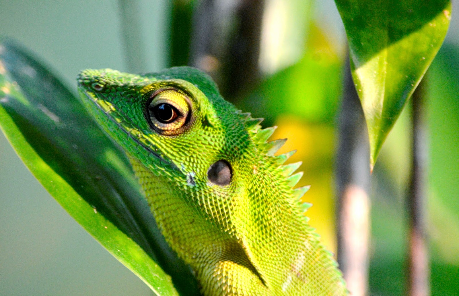 The Kambatik Park, Bintulu.: Photoshoot session with the Little Green ...