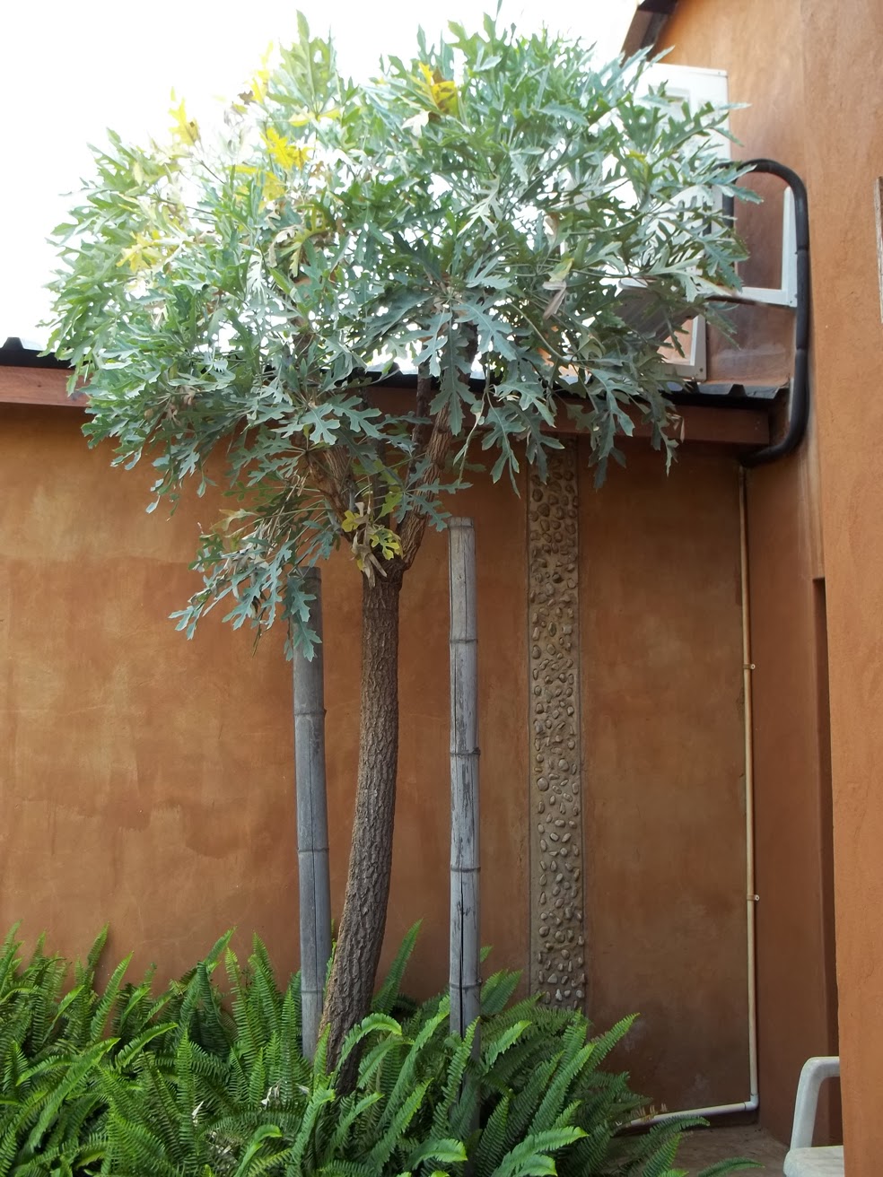 Gardening in Africa: Kiepersol (Cabbage Tree) - Cussonia paniculata