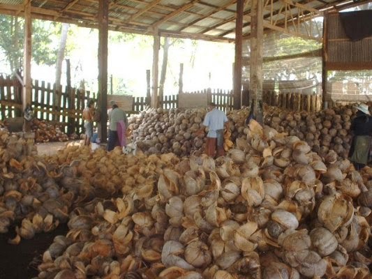Retired in Thailand and Loving It: The Coconut Factory