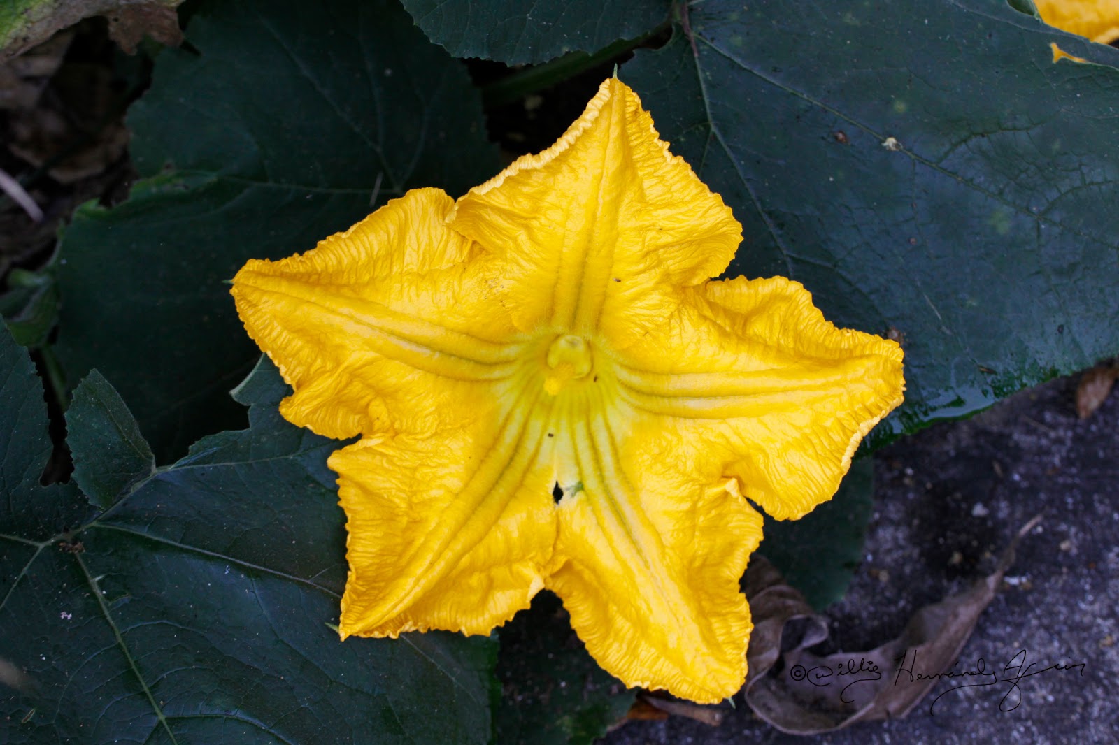 Flora de Puerto Rico Ilustrada Papo Vives: CUCURBITACEAE CUCURBITA ...