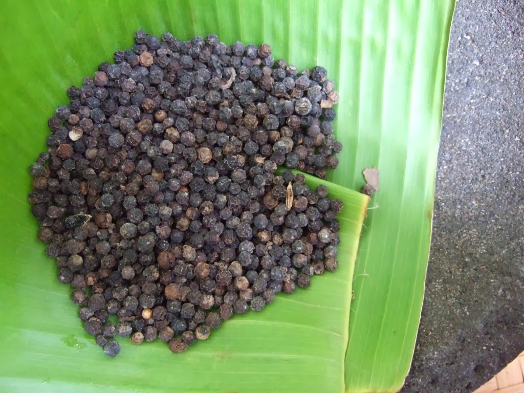 LESSAN Yogyakarta: Simplisia dan Bahan Jamu yang tersedia