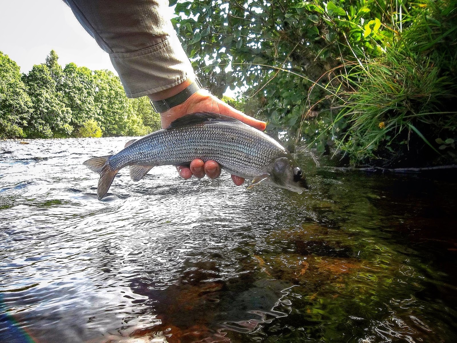 The Flee, Float & Foto: Small Trout & Large Grayling