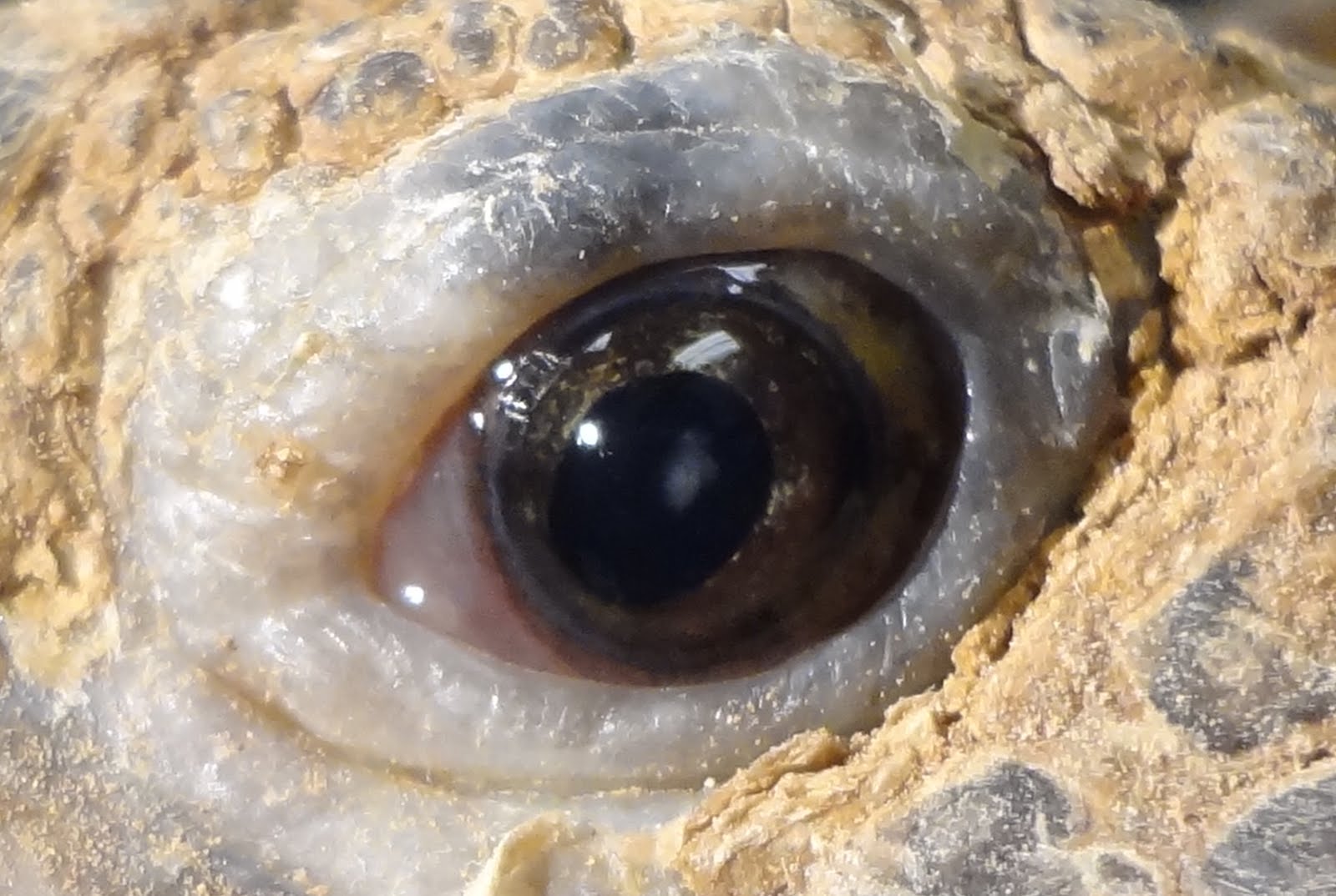 Desert Tortoise Tales