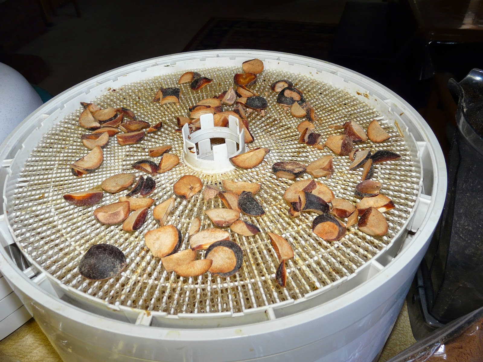 The "Secret" is Gratitude: Dehydrating Avocado Pits For Health