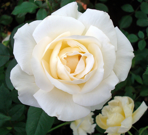 Pictures World: Most Amazing Roses