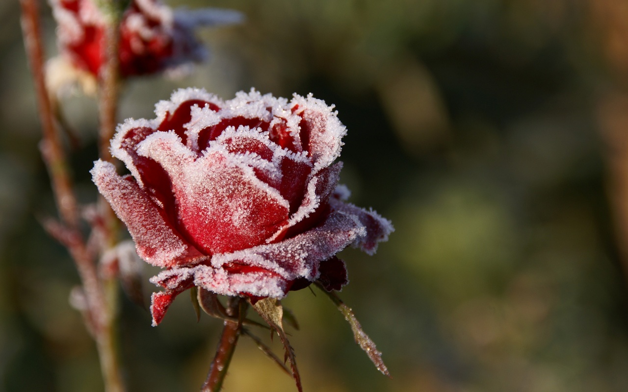 Snow Rose Wallpaper - Nature Wallpaper