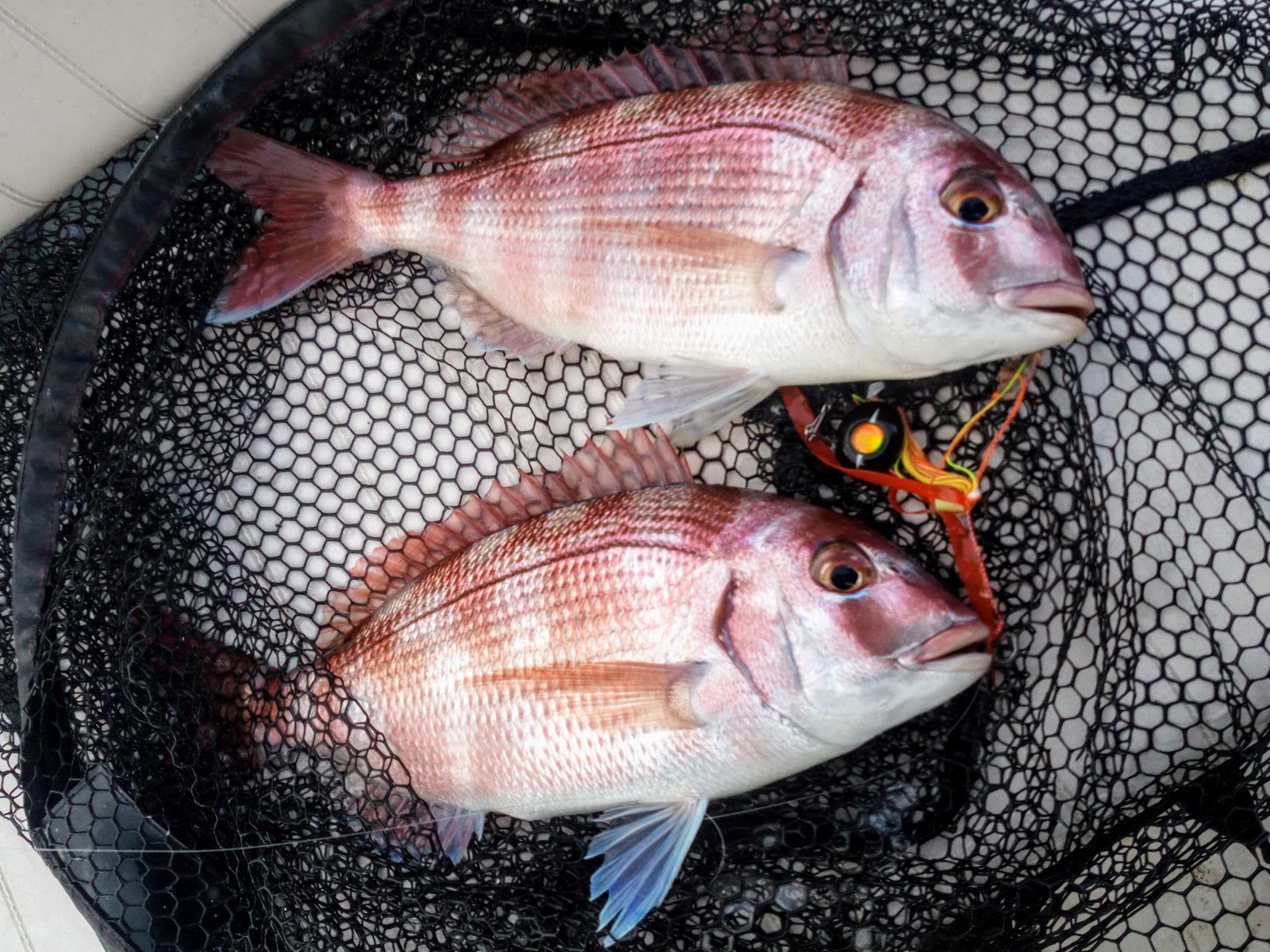 Royalelabrax22: Brest Open Pagre