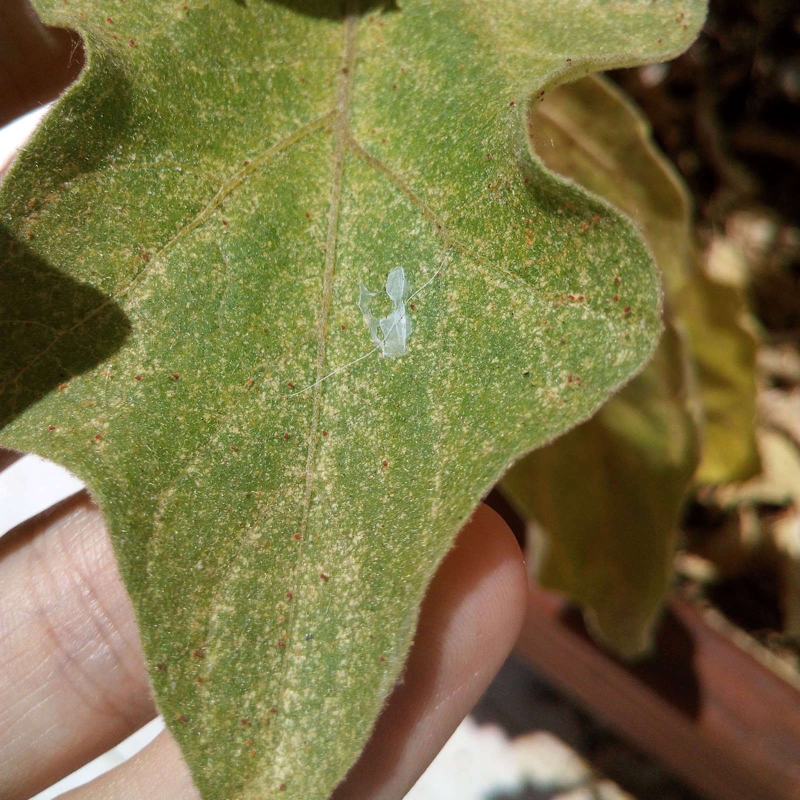 VIDA FELIZ: na Horta: Como Controlar as Pragas: ÁCARO VERMELHO (Aranhiço)