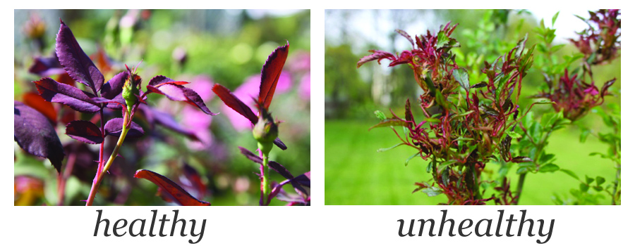 Strange's Garden Center: Have you heard of Rose Rosette Disease?