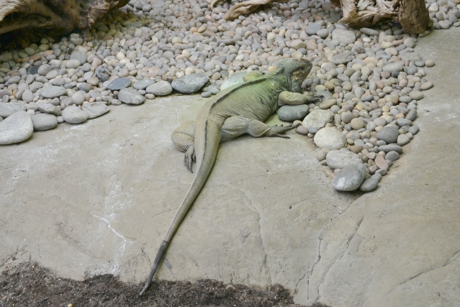 A day out at Colchester Zoo - Tin Box Traveller