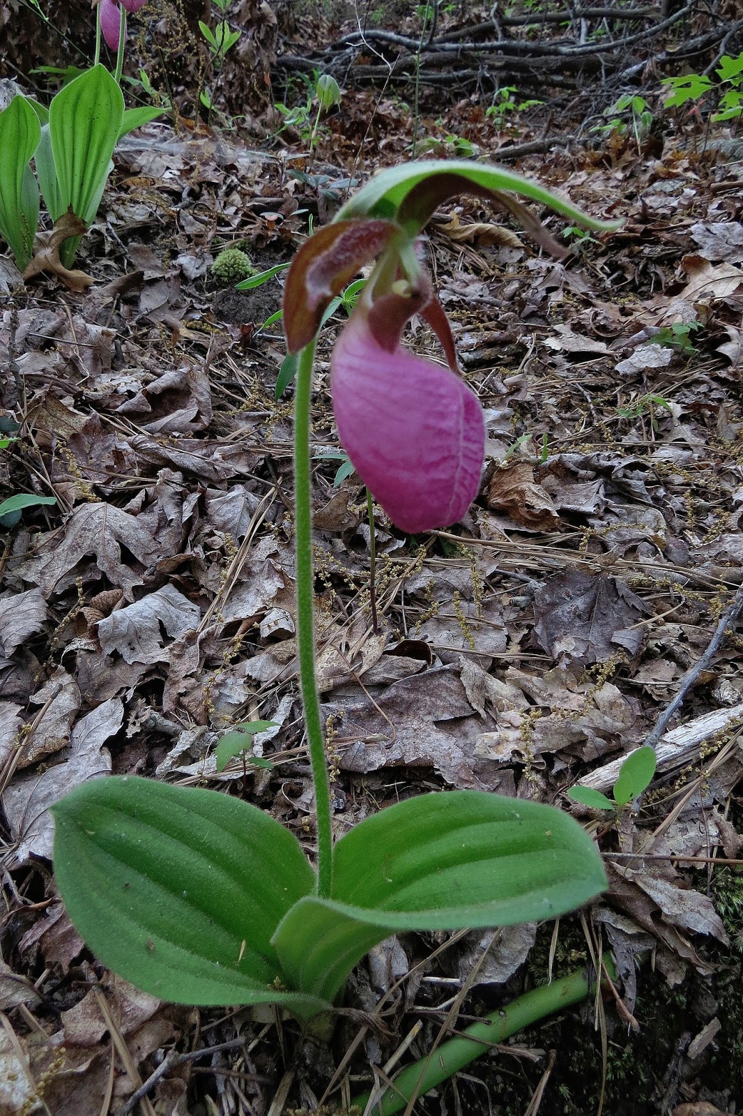 Around the Bend: Ohio Orchids 1