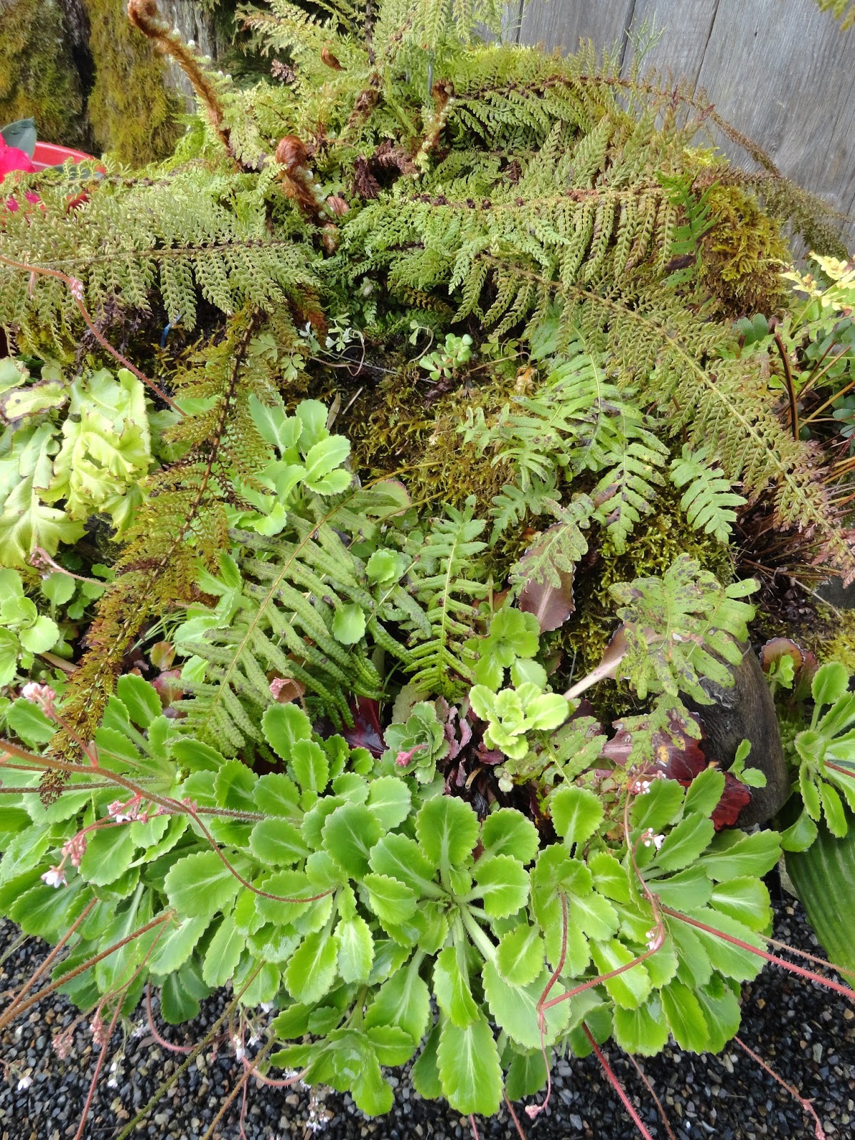 danger garden: But I can't wait until July! Building my fern table ...