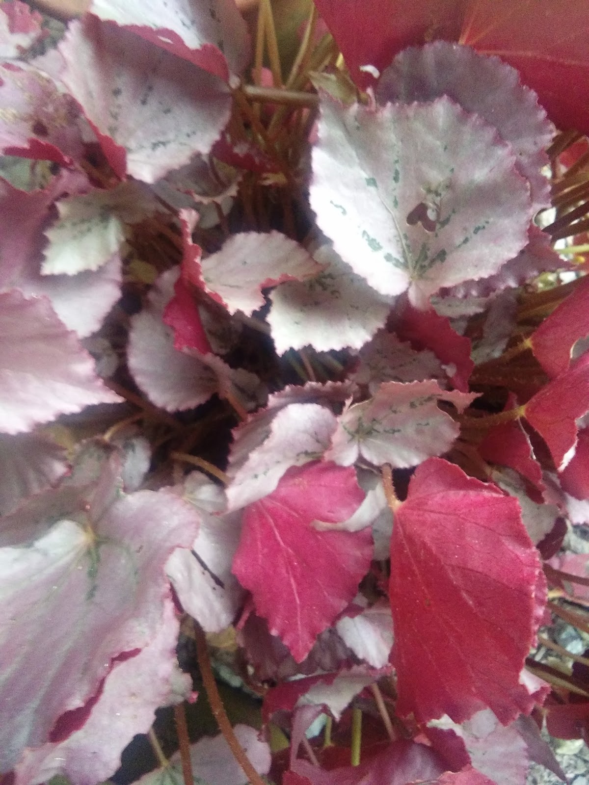 D' Qasih: unique leaf pattern ....... like a natural art ...