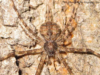 Two-tailed Spiders | Nature, Cultural, and Travel Photography Blog