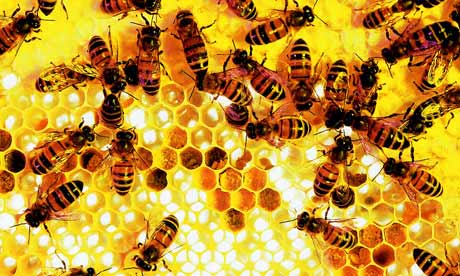ZOOLOGY - THE BEE AND ITS SKILLS ~ ONLINE ISLAM