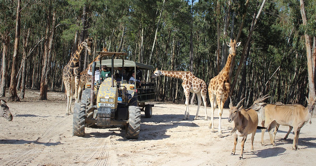 Portugal - Conheça o Mais Belo País da Europa : Badoca Safari Park ...