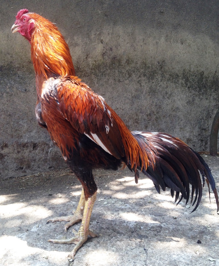 Ayam Aduan Garut: ayam bangkok pakoy si KANCRA